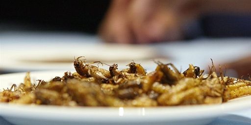 Insects on the menu | The Food Futurist